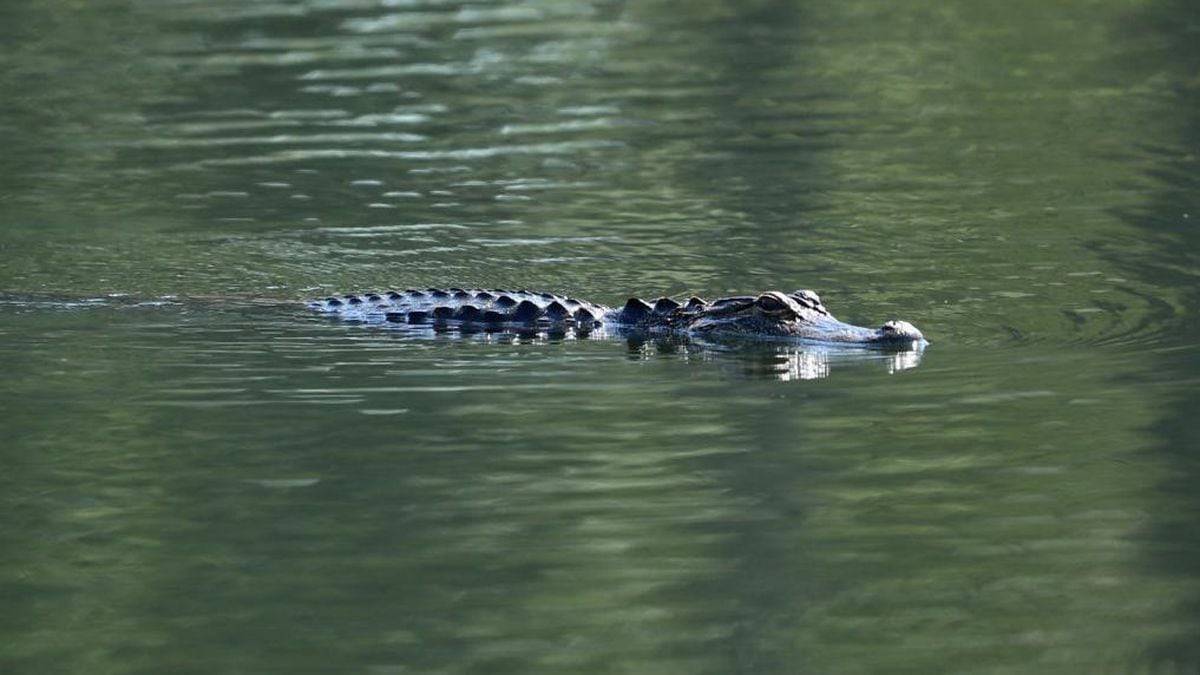 MUST SEE VIDEO: Alligator eats shark off Hilton Head coast