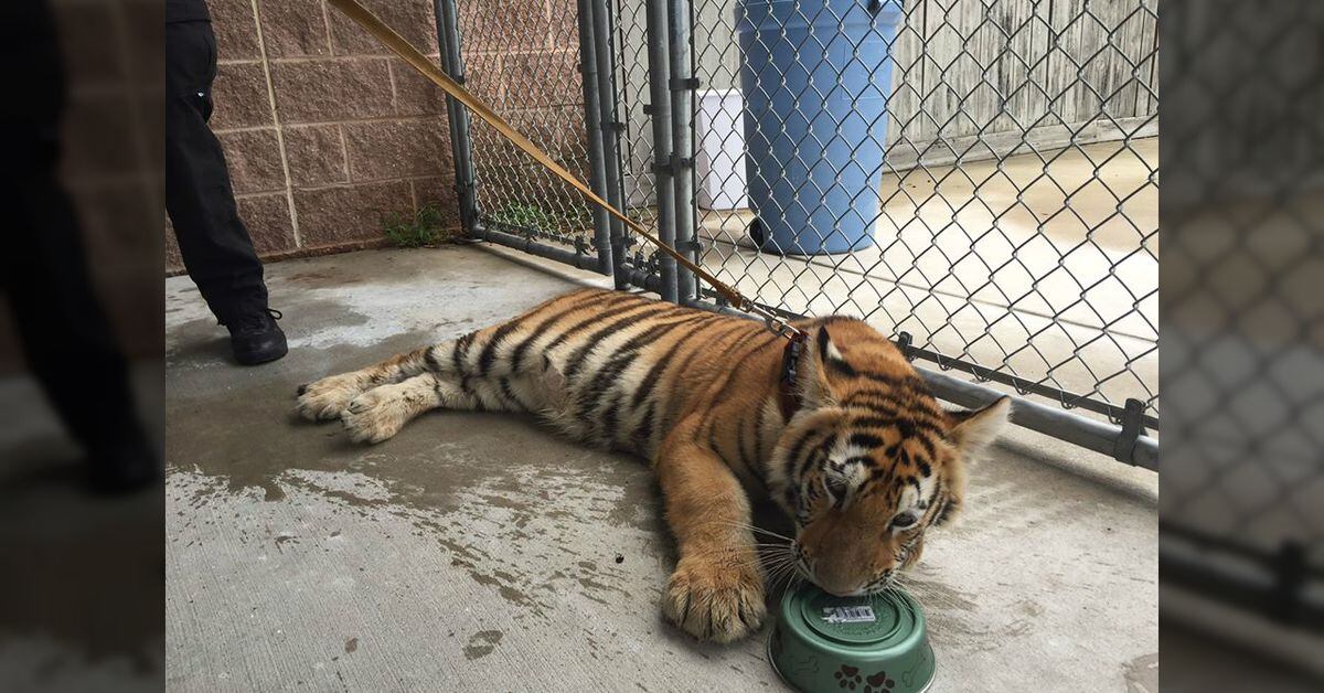 Tiger wearing collar, leash captured in Texas