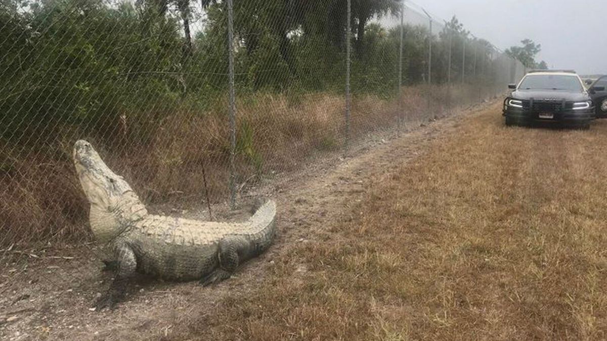 Large gator trapped on wrong side of fence along ‘Alligator Alley’