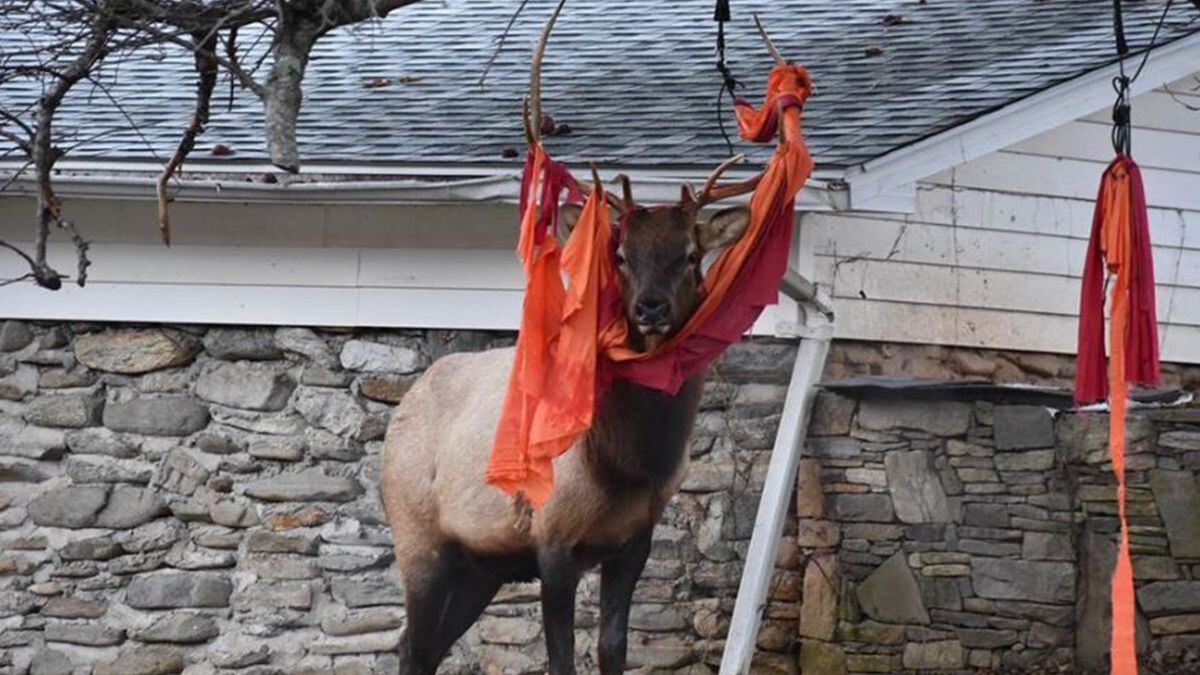 Elk gets tangled in hammock hanging in tree at NC home