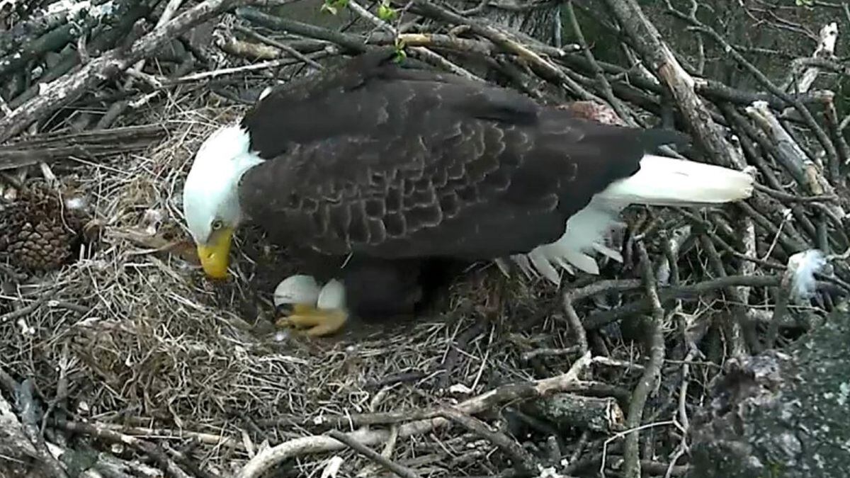 Eagle watch has begun as country awaits baby eagle hatching
