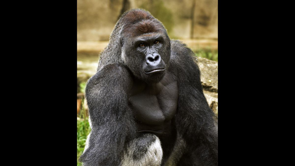 7 things to know now: Gorilla death investigation; Will Smith blood ...