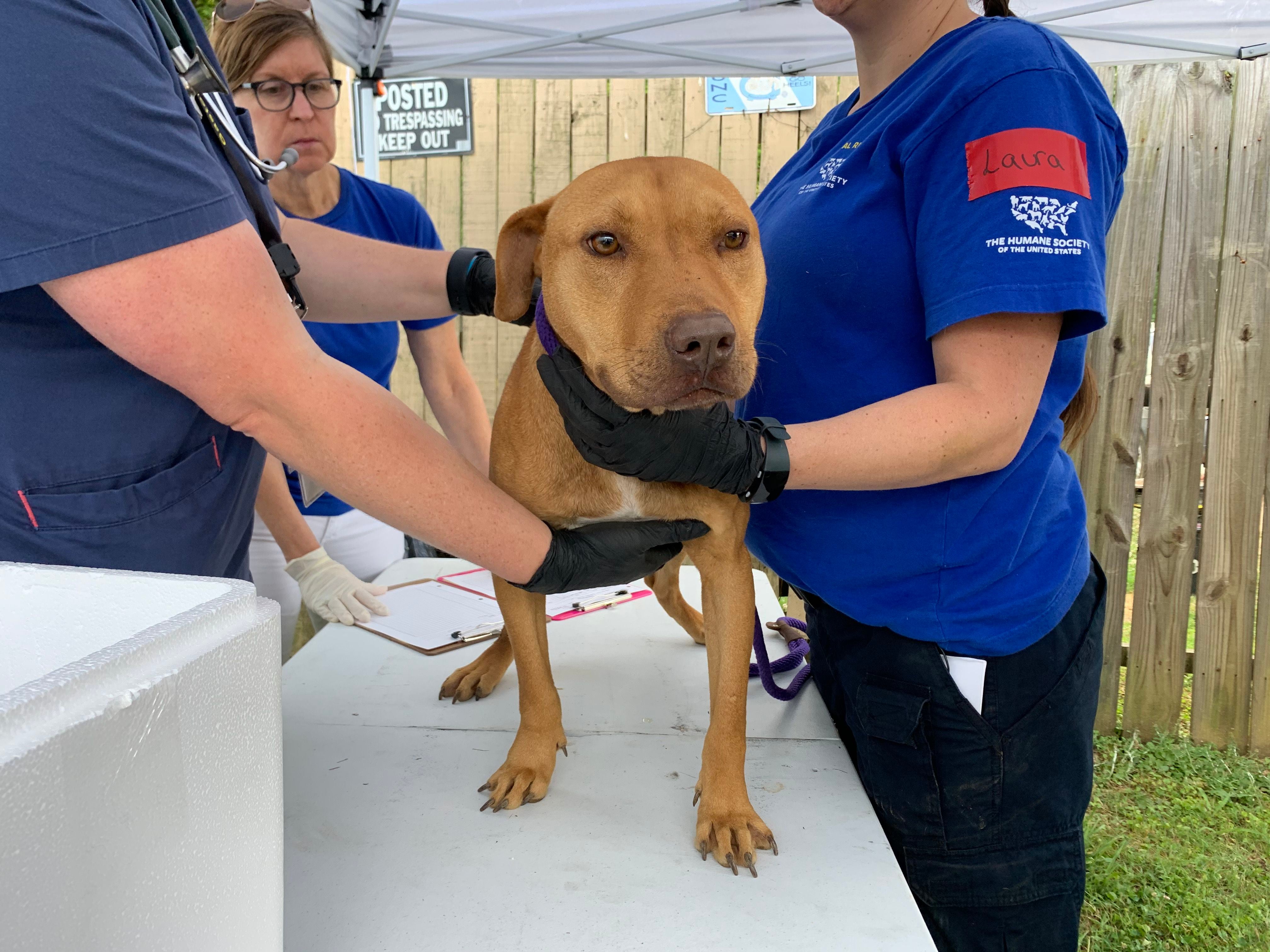 How Do I Report Suspected Dog Fighting