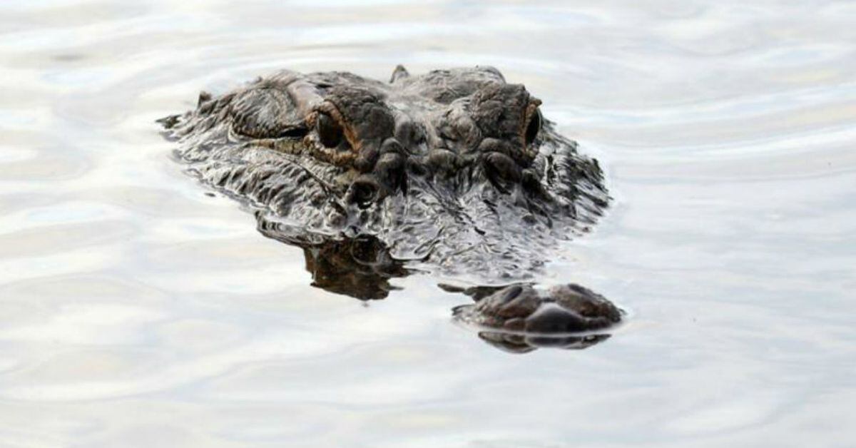 Frozen alligators pop noses above icy water in North Carolina