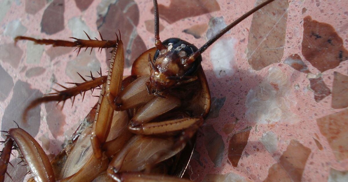 Cockroaches swim to escape rising waters caused by Hurricane Barry