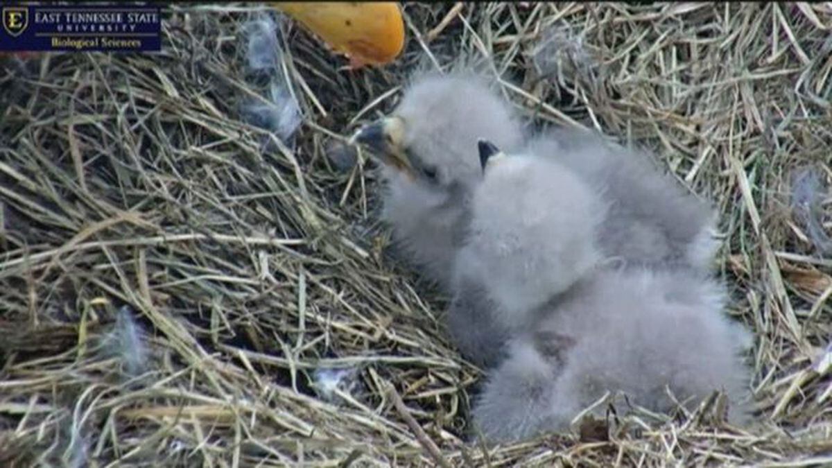 Second bald eagle hatching caught on university camera
