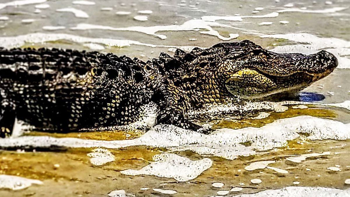VIDEO: Alligator spotted chilling out in Oak Island surf