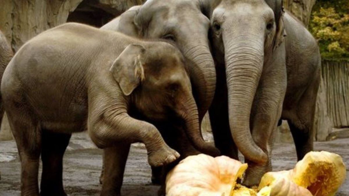 Smashing pumpkins: Elephants enjoy annual Squishing the Squash at ...