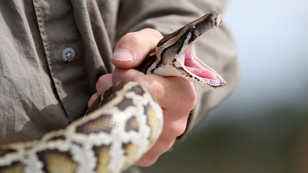 Burmese python swallows whole baby white-tailed deer weighing more than ...