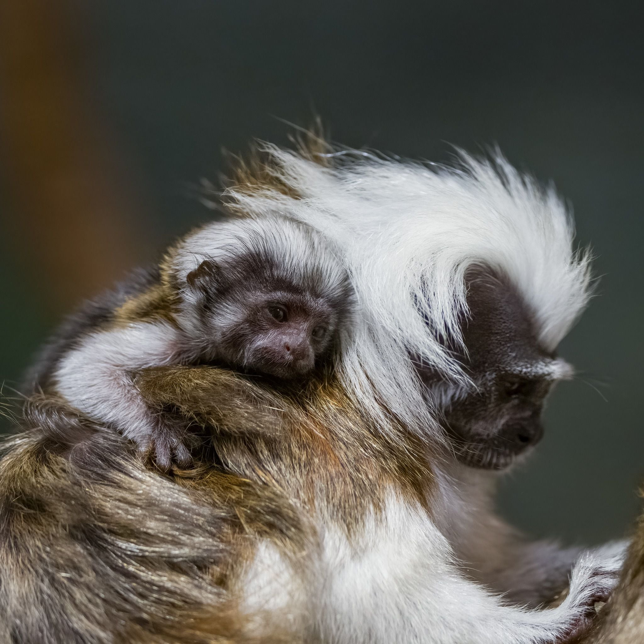 Baby Tamarin Monkey