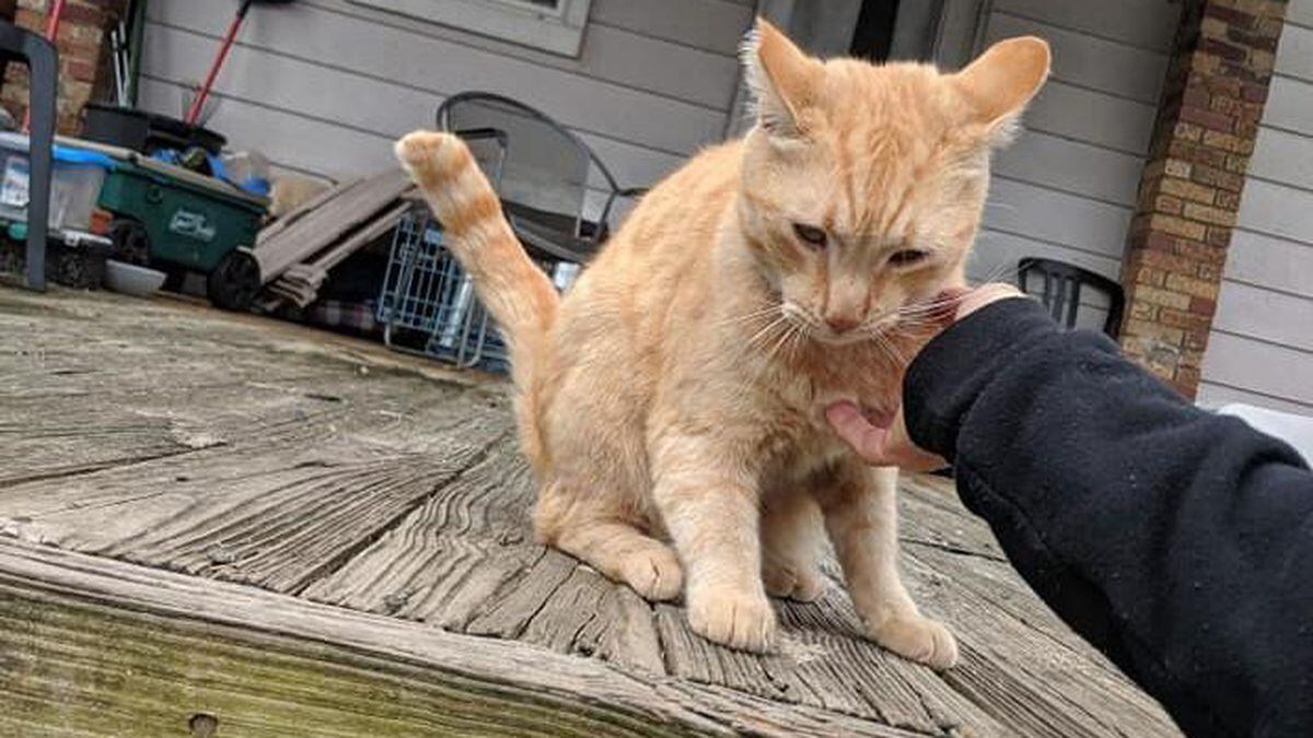 Cat reunited with owners weeks after being lost in tornado