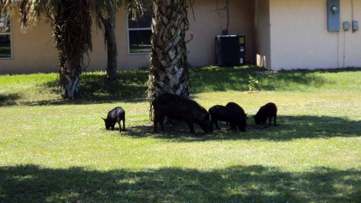 Feral pigs roaming Florida neighborhood