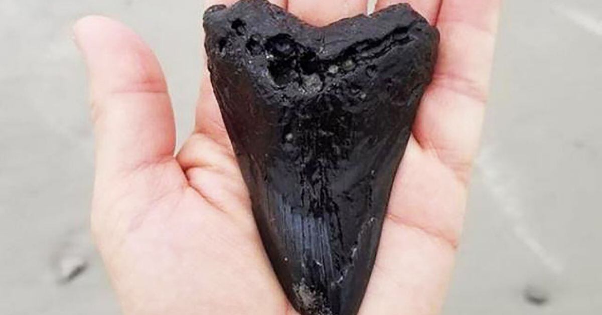 Woman finds prehistoric megalodon tooth during walk on Myrtle Beach