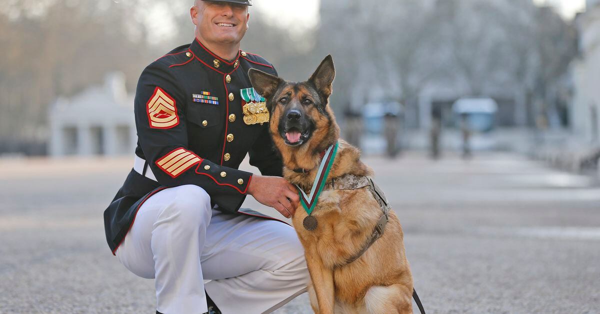 U.S. Marine dog receives highest animal honor